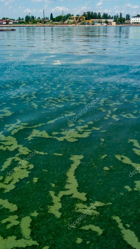 Las algas flotan en la superficie del agua en el Mar Negro, una alga ...