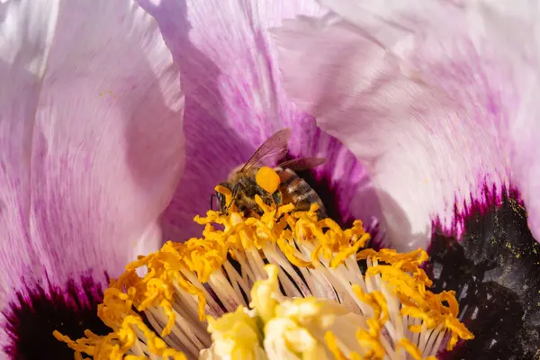 Honey bees collect nectar and pollen in the red flowers of a garden ...
