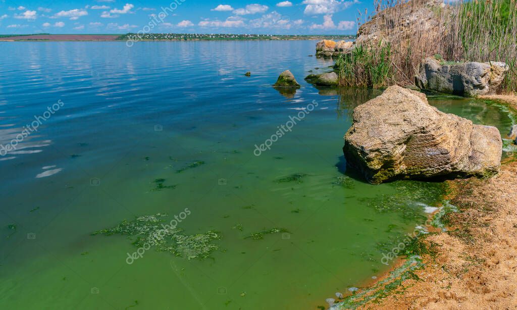 Eutrofización del estuario de Khadzhibey, florece en el agua de las algas azul-verde Microcystis ...