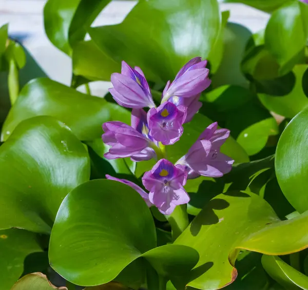Eichhornia, jacintos de agua (Eichhornia azurea), flor de planta ...