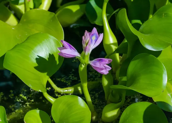 Eichhornia, jacintos de agua (Eichhornia azurea), flor de planta ...