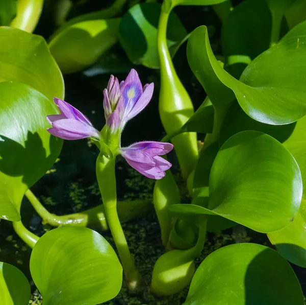Eichhornia, jacintos de agua (Eichhornia azurea), flor de planta ...
