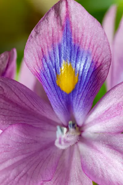 Eichhornia, jacintos de agua (Eichhornia azurea), flor de planta ...