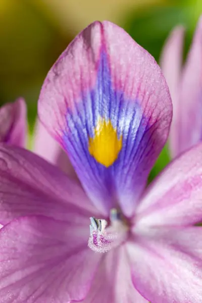 Eichhornia, jacintos de agua (Eichhornia azurea), flor de planta ...