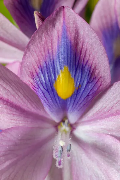 Eichhornia, jacintos de agua (Eichhornia azurea), flor de planta ...