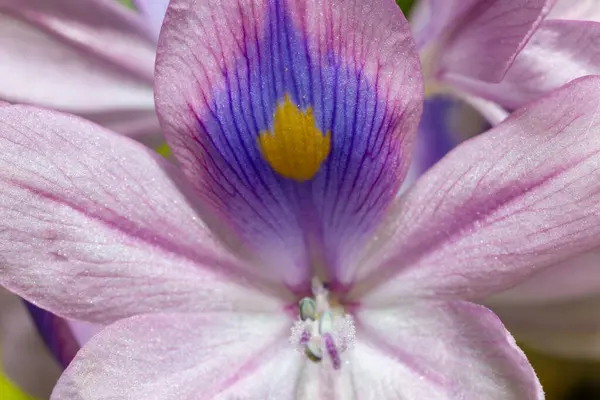 Eichhornia, jacintos de agua (Eichhornia azurea), flor de planta ...