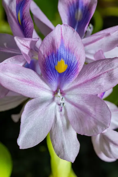 Eichhornia, jacintos de agua (Eichhornia azurea), flor de planta ...