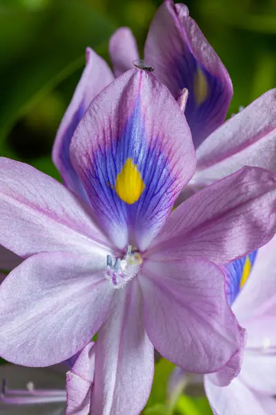 Eichhornia, jacintos de agua (Eichhornia azurea), flor de planta ...