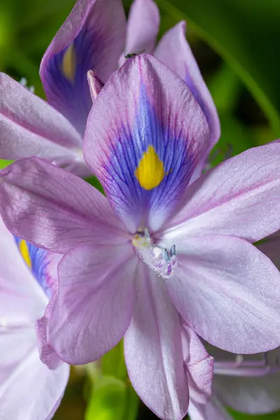 Eichhornia, jacintos de agua (Eichhornia azurea), flor de planta ...
