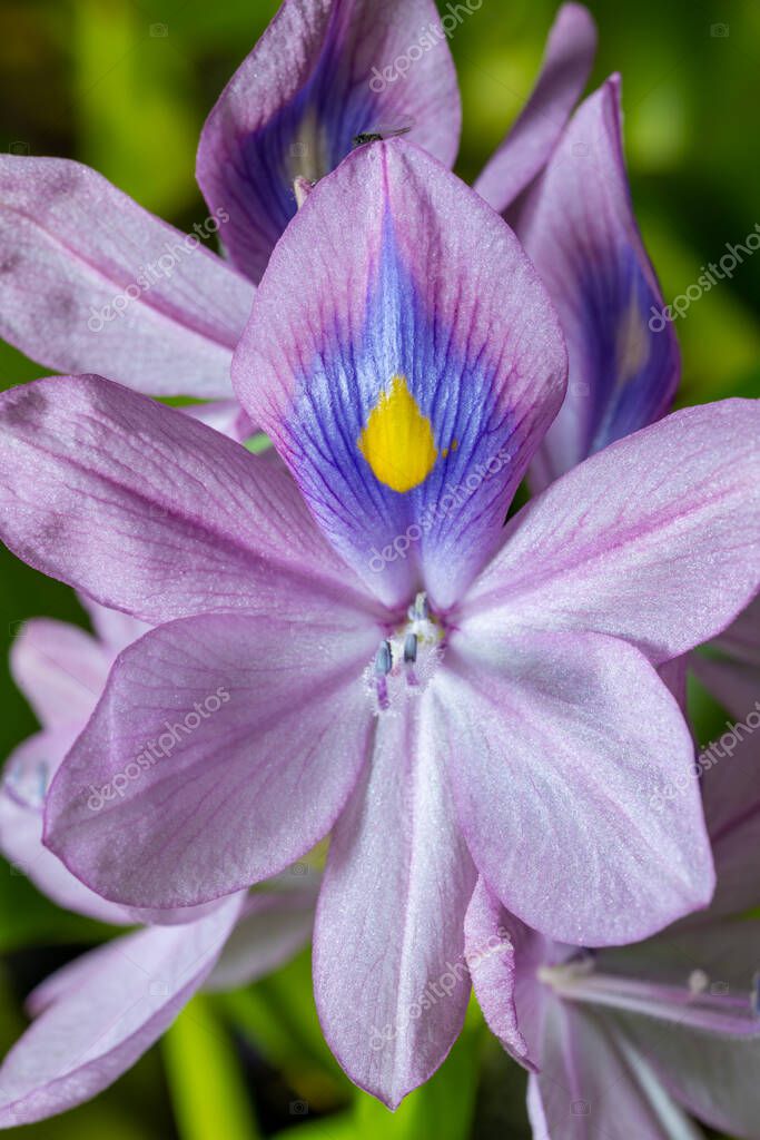 Eichhornia, jacintos de agua (Eichhornia azurea), flor de planta ...