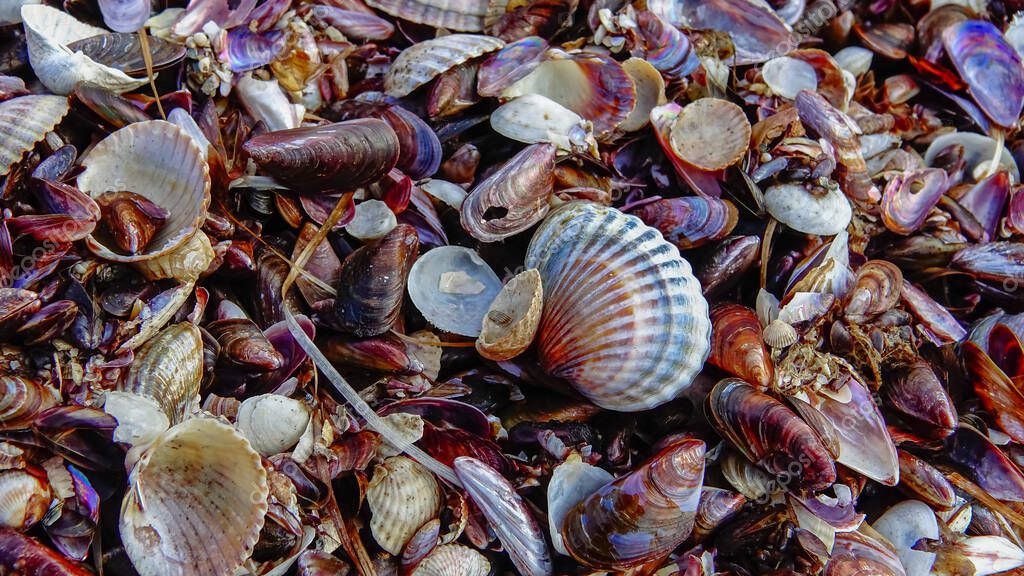 Conchas de moluscos bivalvos marinos en vertidos de tormentas en la ...