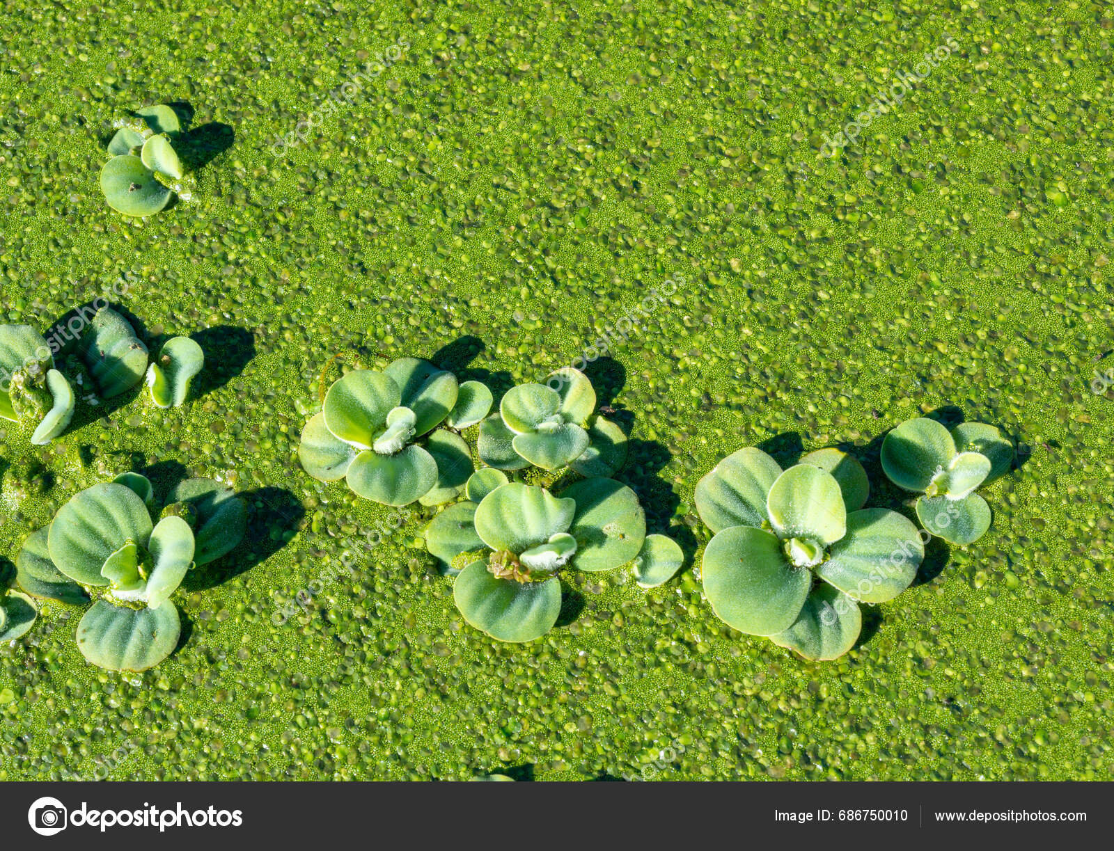 Pistia Stratiotes Swims Aquatic Plants Rootless Duckweed Wolffia ...