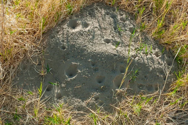 Pit trap Stock Photos, Royalty Free Pit trap Images | Depositphotos