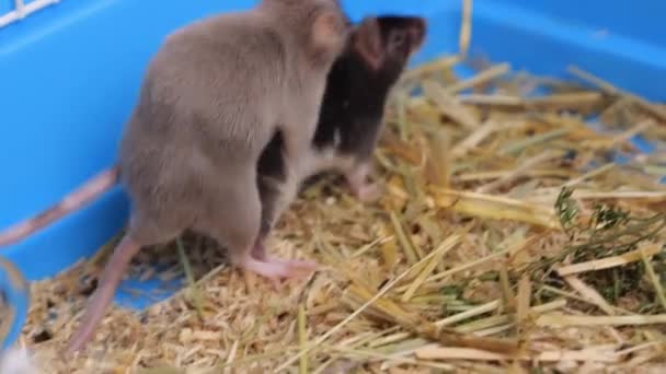 5,496 Animal mating Videos, Royalty-free Stock Animal mating Footage ...