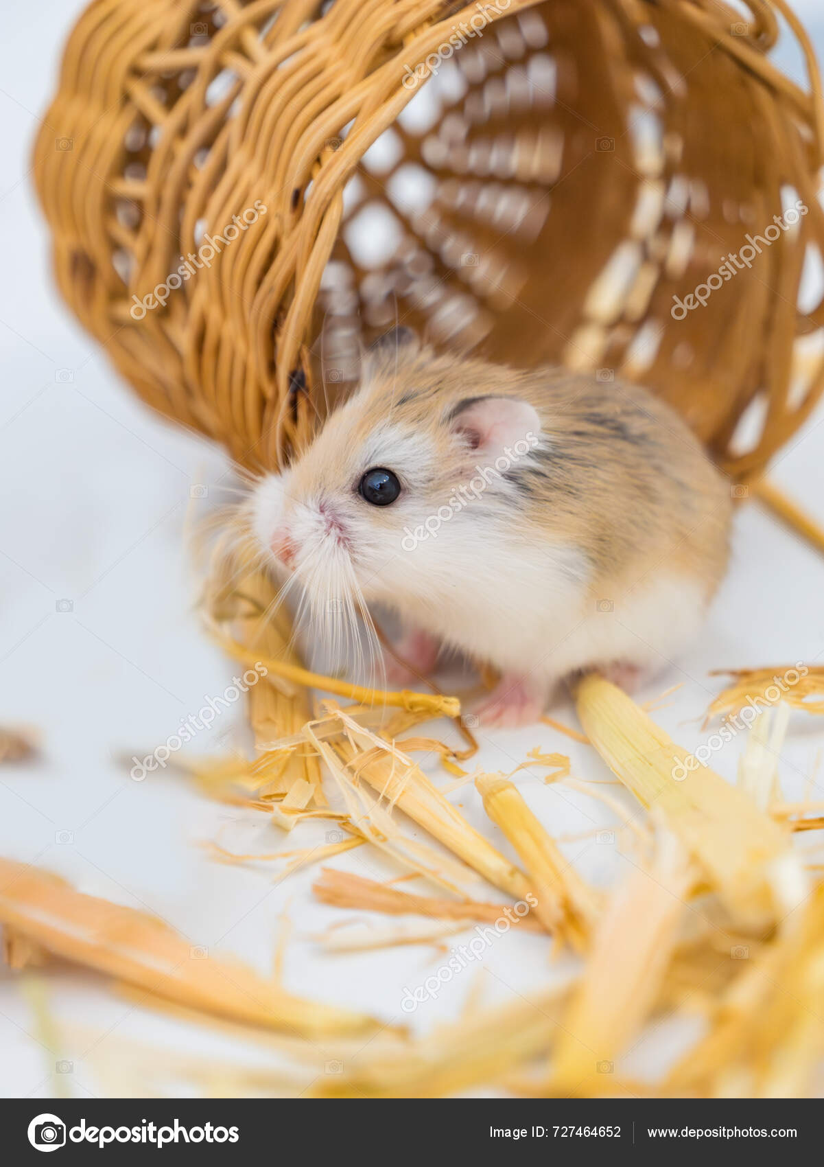Roborovski Hamster Phodopus Roborovskii Desert Hamster Robo Dwarf ...