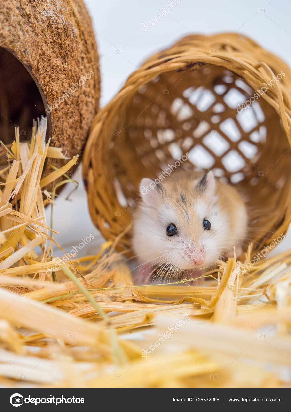Roborovski Hamster Phodopus Roborovskii Desert Hamster Robo Dwarf ...