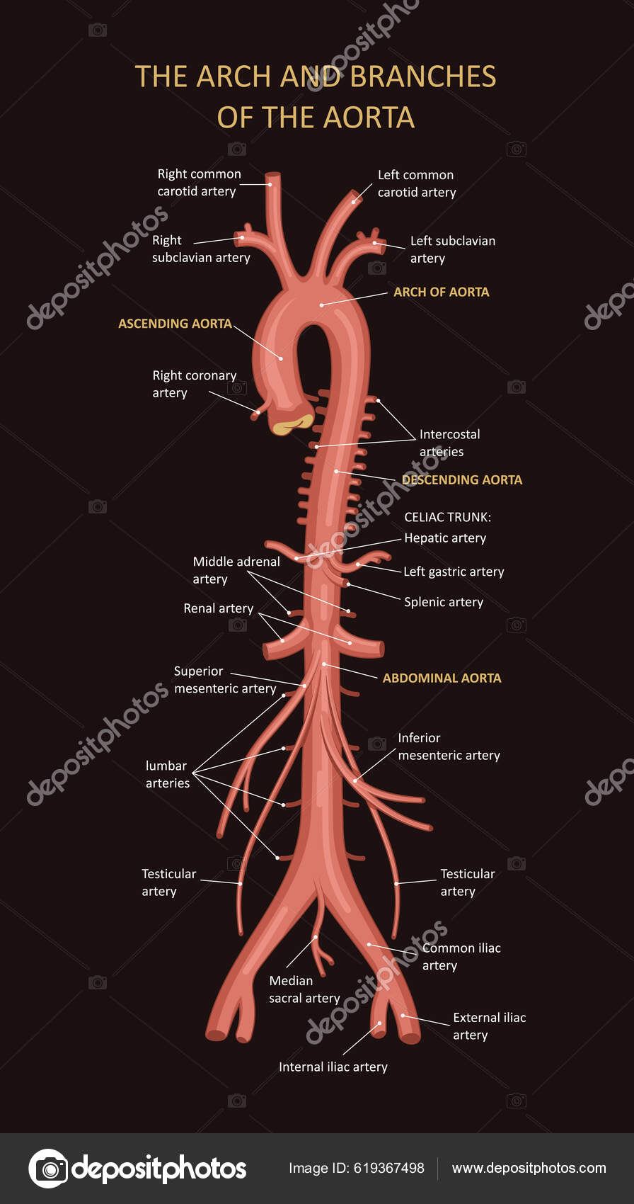ARCUS AORTAE Ve KOMŞULUKLARI (Arch Of Aorta And Its, 57% OFF