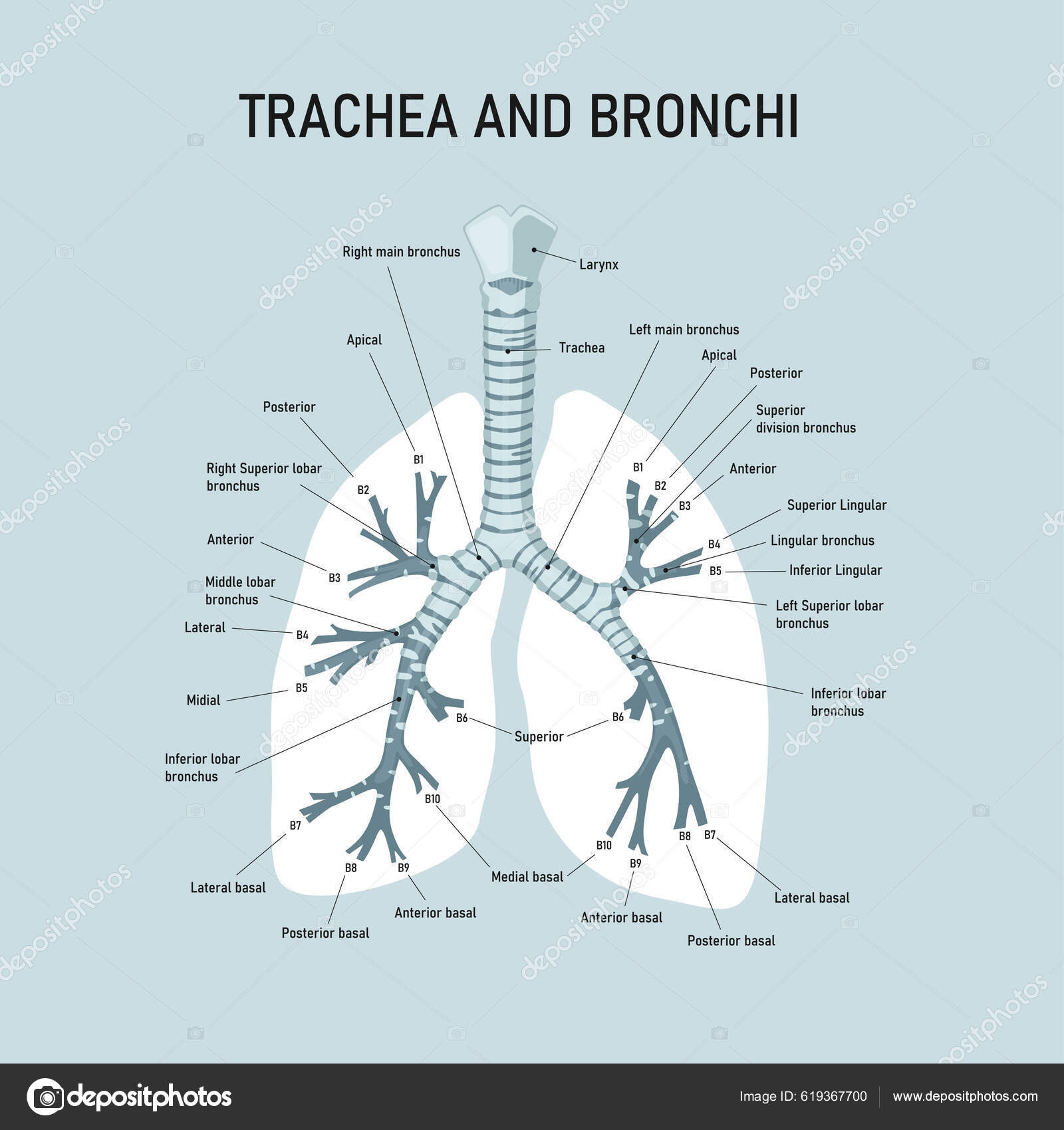 Luftröhre Und Bronchien Anatomie Der Menschlichen Bronchien ...