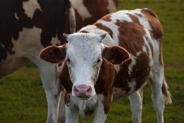 Desenfoque selectivo en la cabeza de una vaca frisona Holstein, un ...