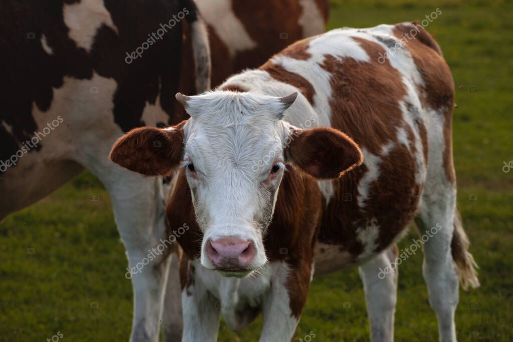 Desenfoque selectivo en la cabeza de una vaca frisona Holstein, un ...