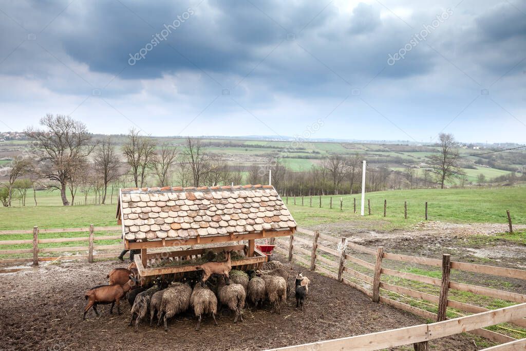Panorama del campo serbio con multitud de ovejas, junto con cabras ...