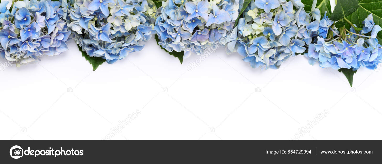 Border Blue Hydrangea Flowers Close — Stock Photo © annakhomulo #654729994