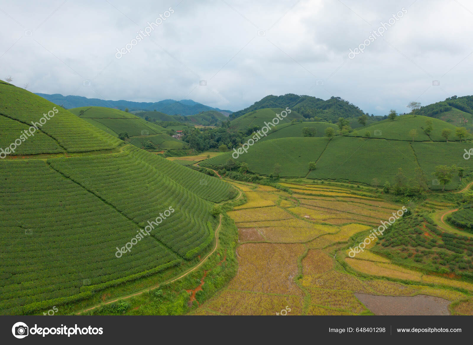 Aerial Top View Green Fresh Tea Strawberry Farm Agricultural Plant ...