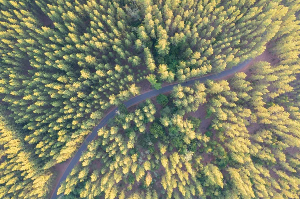 Forest aerial Stock Photos, Royalty Free Forest aerial Images ...