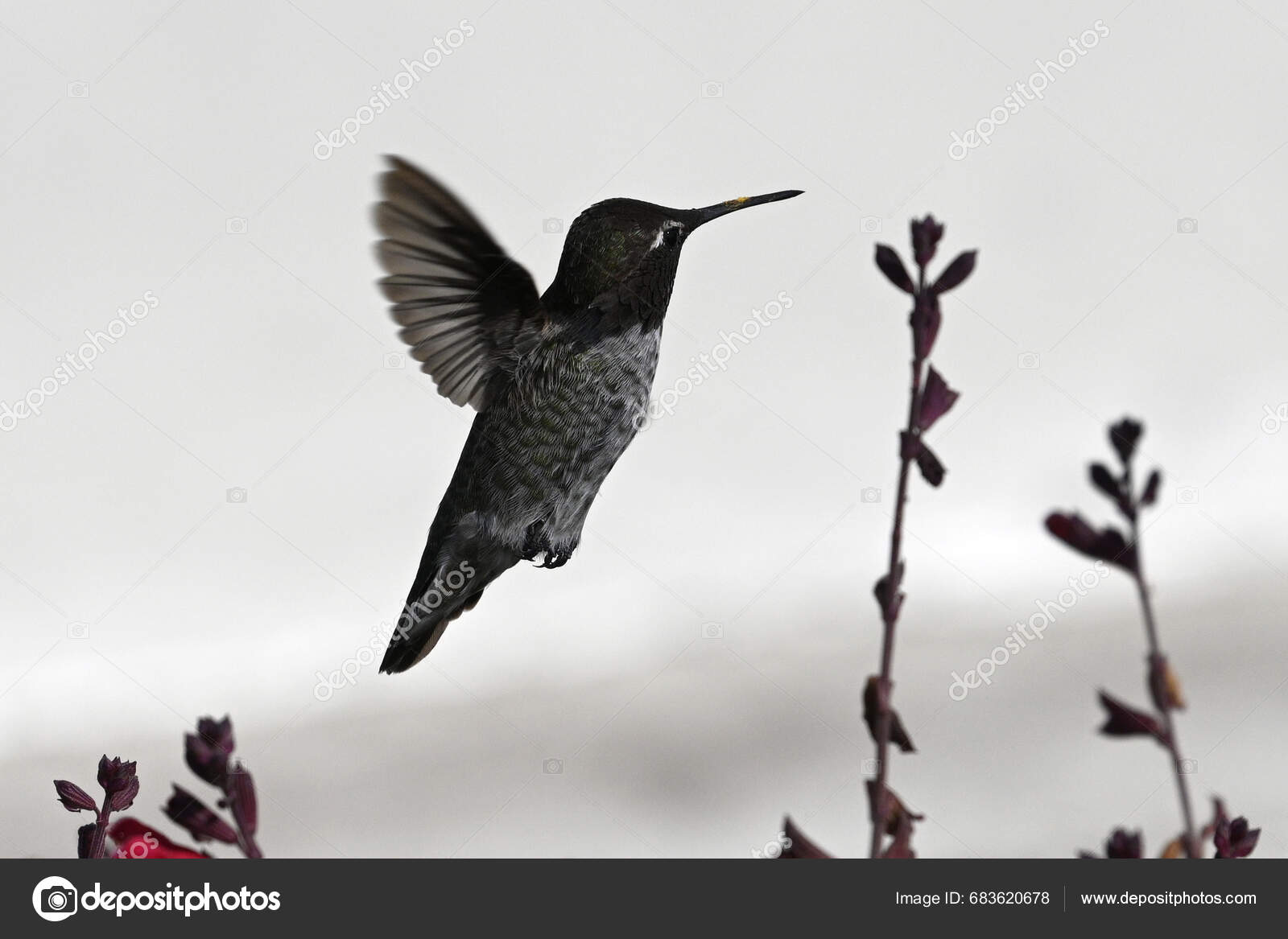 Hummingbird Flight Colibri Flight Flowers Hummingbirds — Stock Photo ...