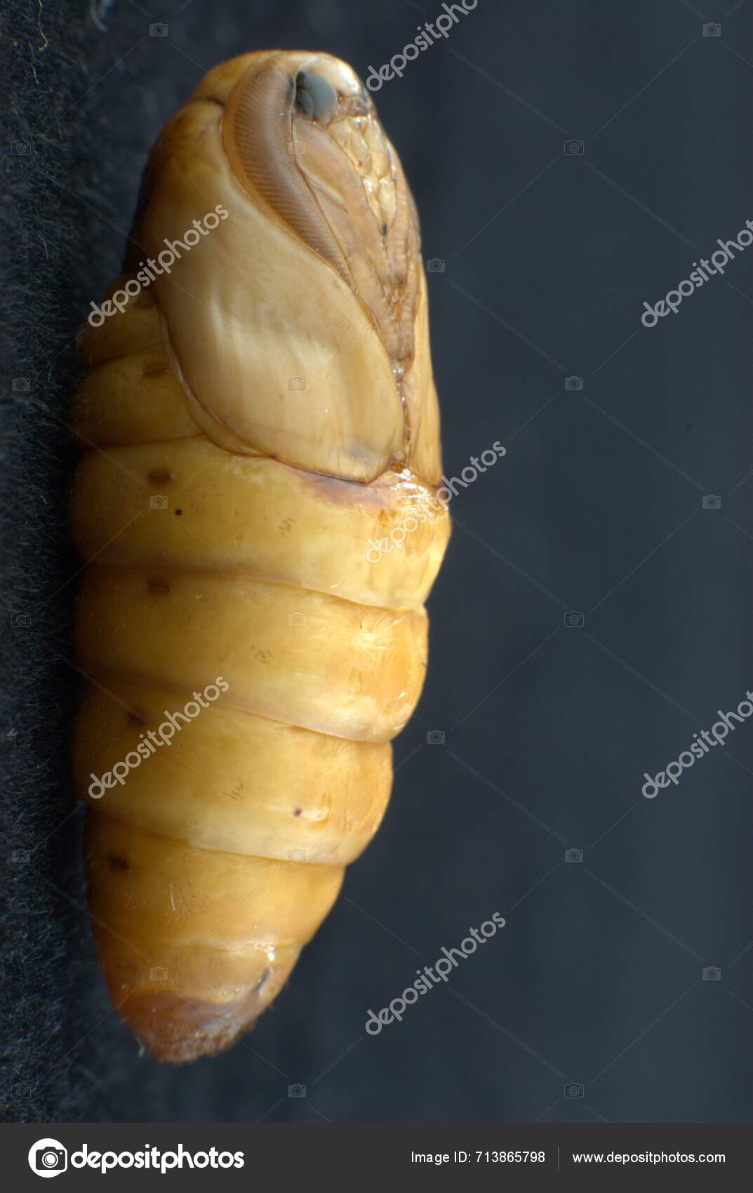 Pupa Gusano Seda Hyderabad India — Foto de stock © rajastills #713865798