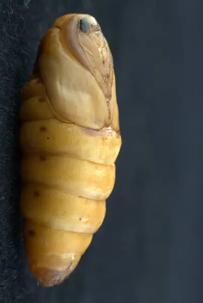 蛹a Stock Photos, Royalty Free 蛹a Images | Depositphotos