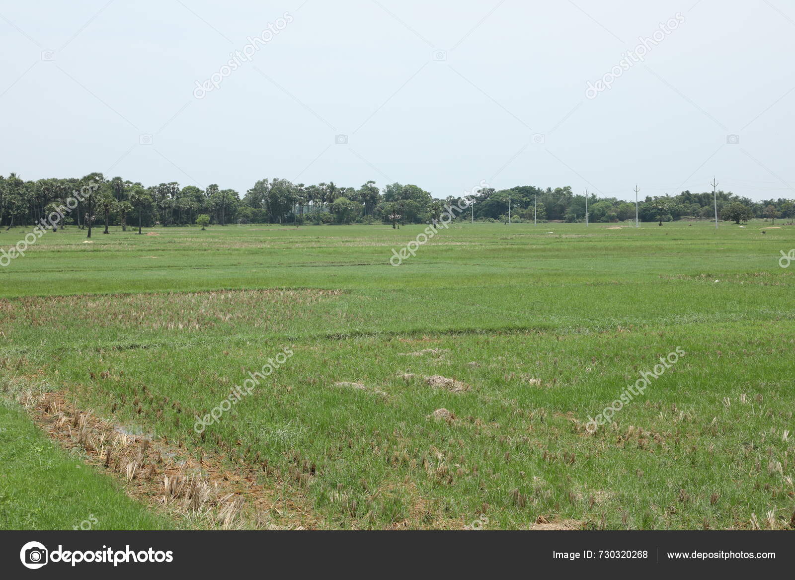 Green Fields Kerala India — Stock Photo © rajastills #730320268