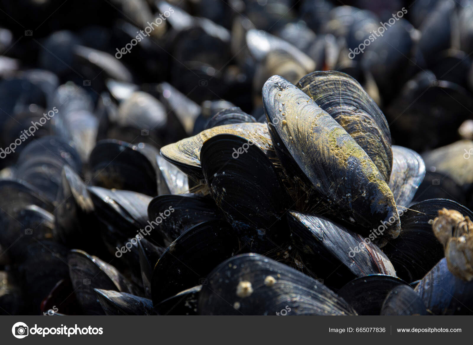 Cluster Of Shells Muscles