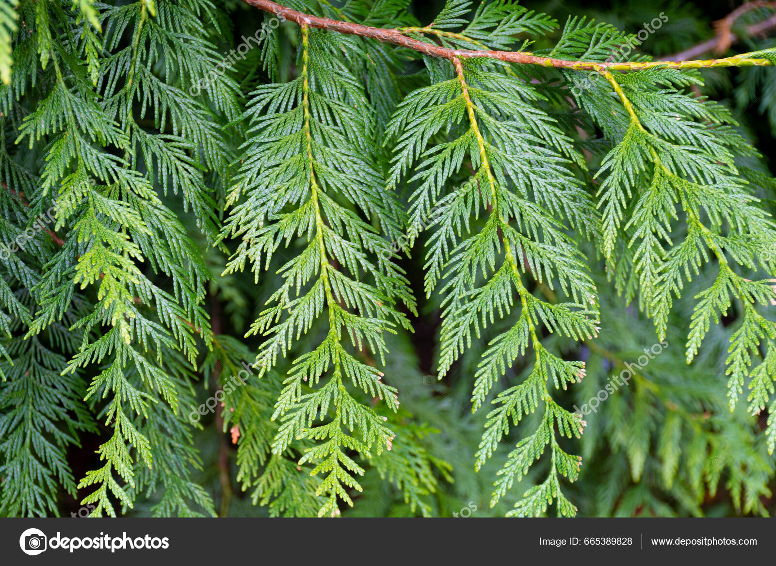 Red Cedar Tree Branch