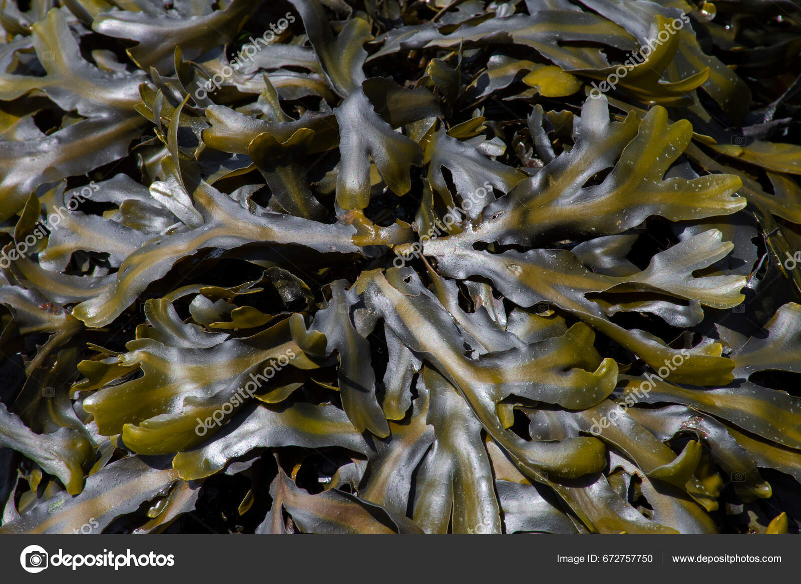 Abstract Image Cluster Green Sea Kelp Exposed Low Tide — Stock Photo ...