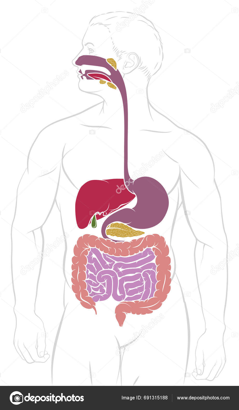 Digestive System Human Gut Gastrointestinal Tract Anatomy Diagram Stock ... Digestive System Human Gut Gastrointestinal Tract Anatomy Diagram Stock ...