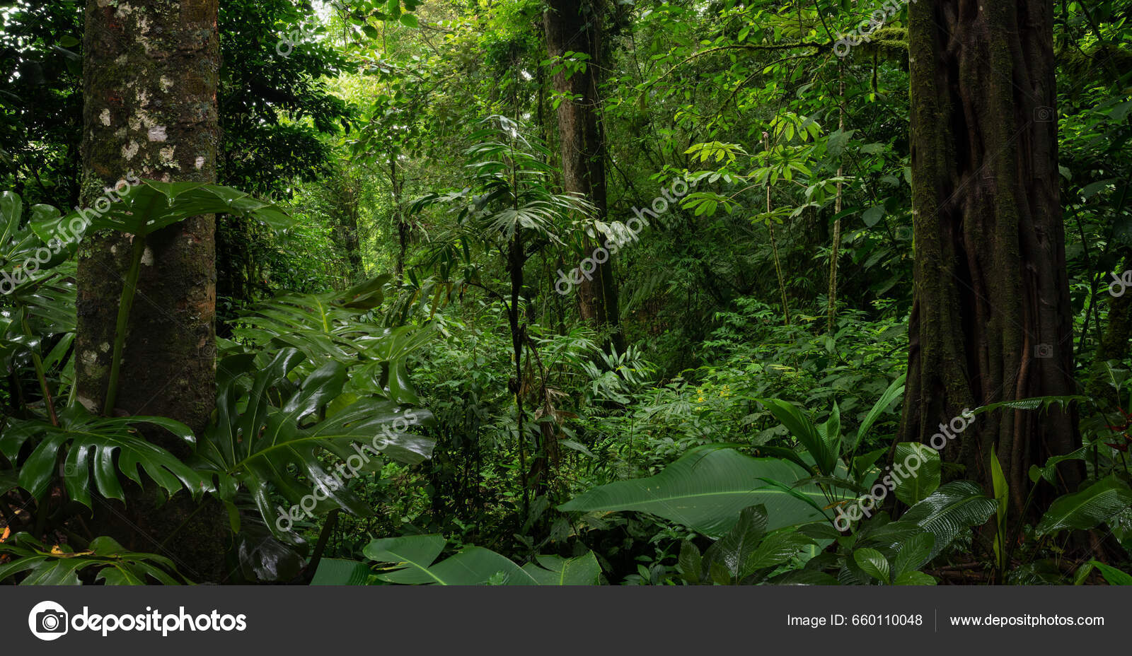 Bosque Tropical Con Árbol Fondo Bosque: fotografía de stock © teotarras ...