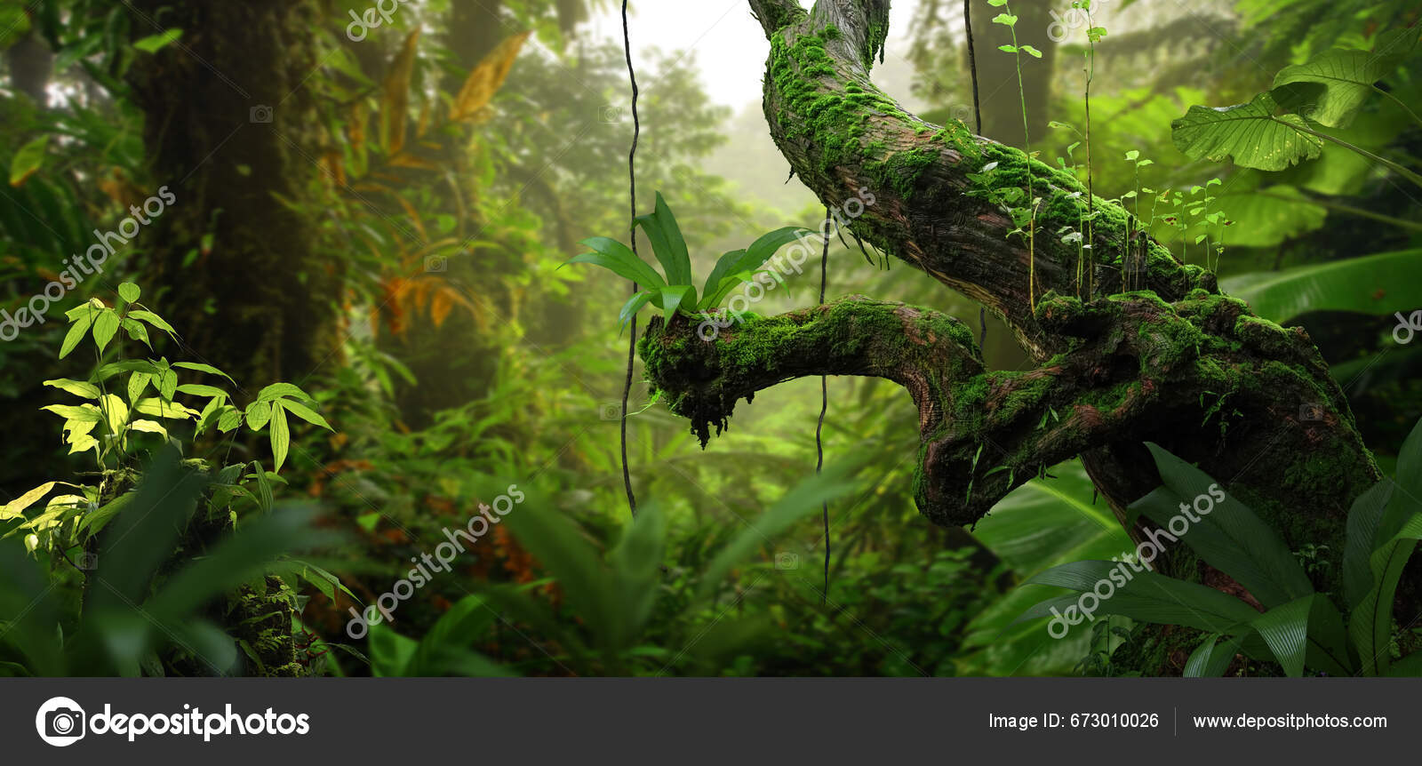 Tropical Rainforest Big Trees — Stock Photo © teotarras #673010026
