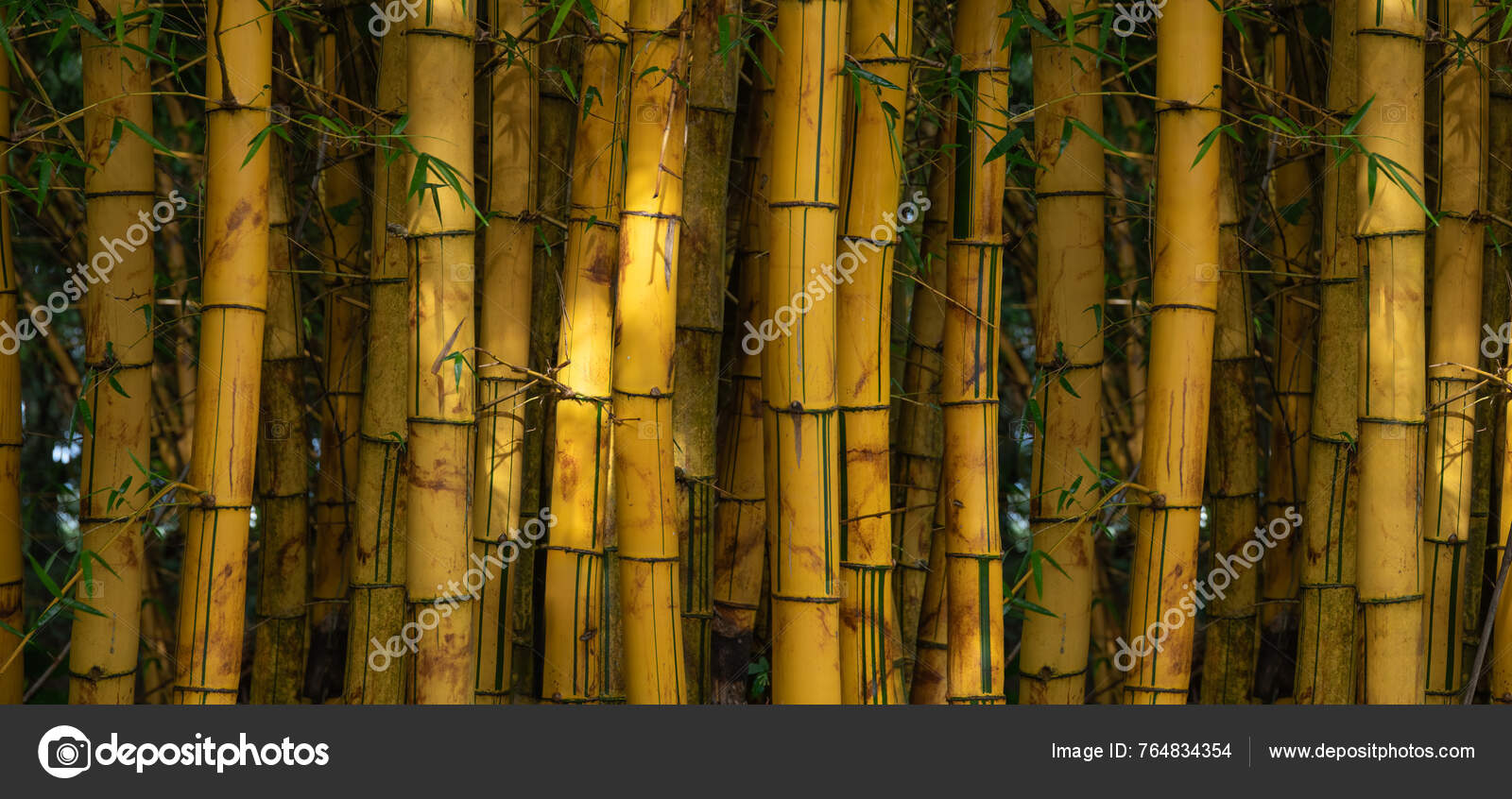 Bamboo Rain Forest Asia — Stock Photo © teotarras #764834354