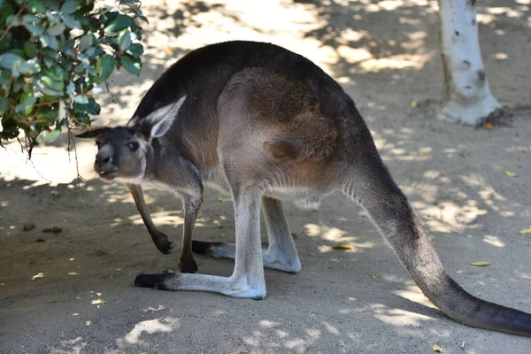 The largest kangaroo Stock Photos, Royalty Free The largest kangaroo ...