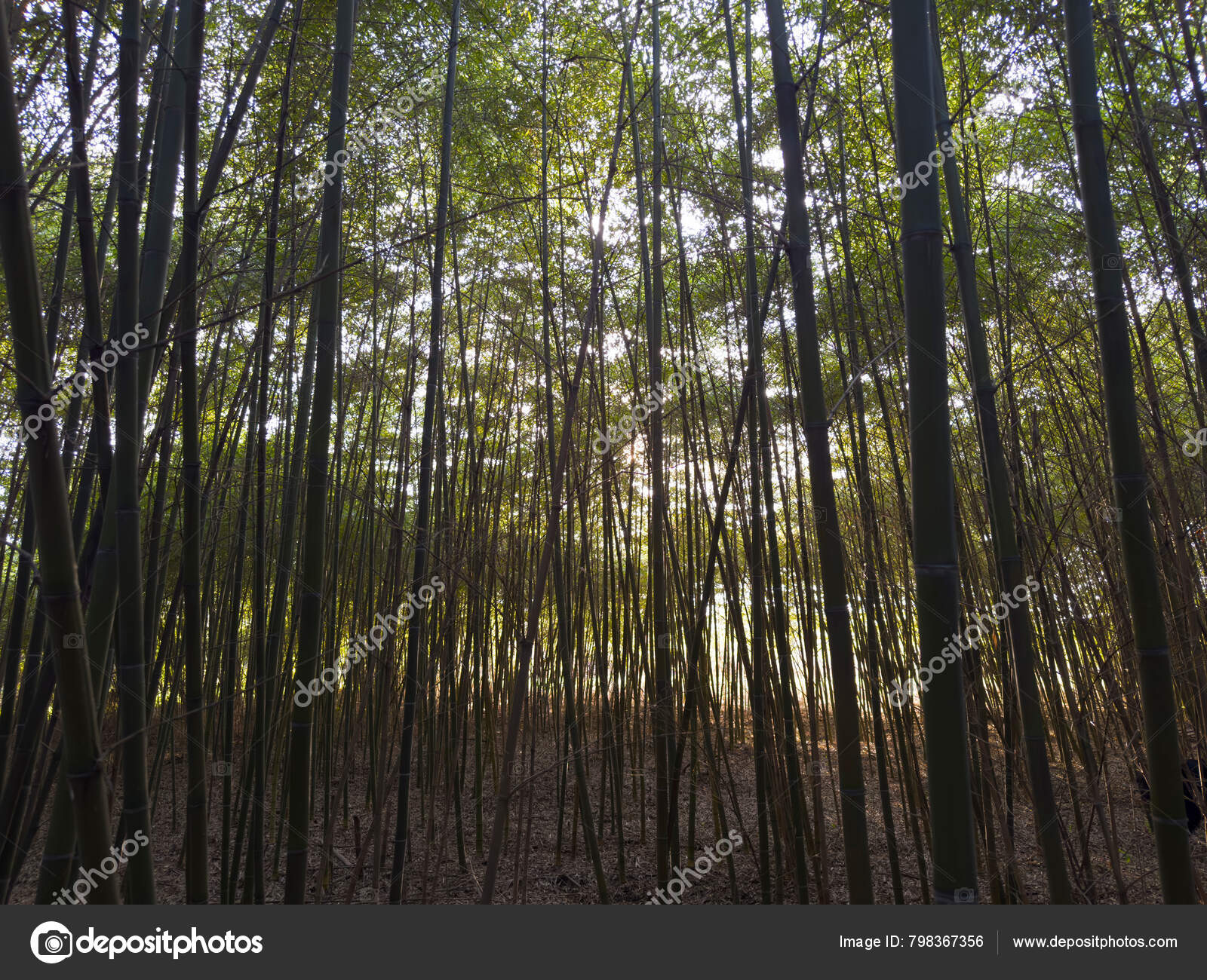 Photographic Images Bamboo Forest Taken Backlight Effects Create Unique ...