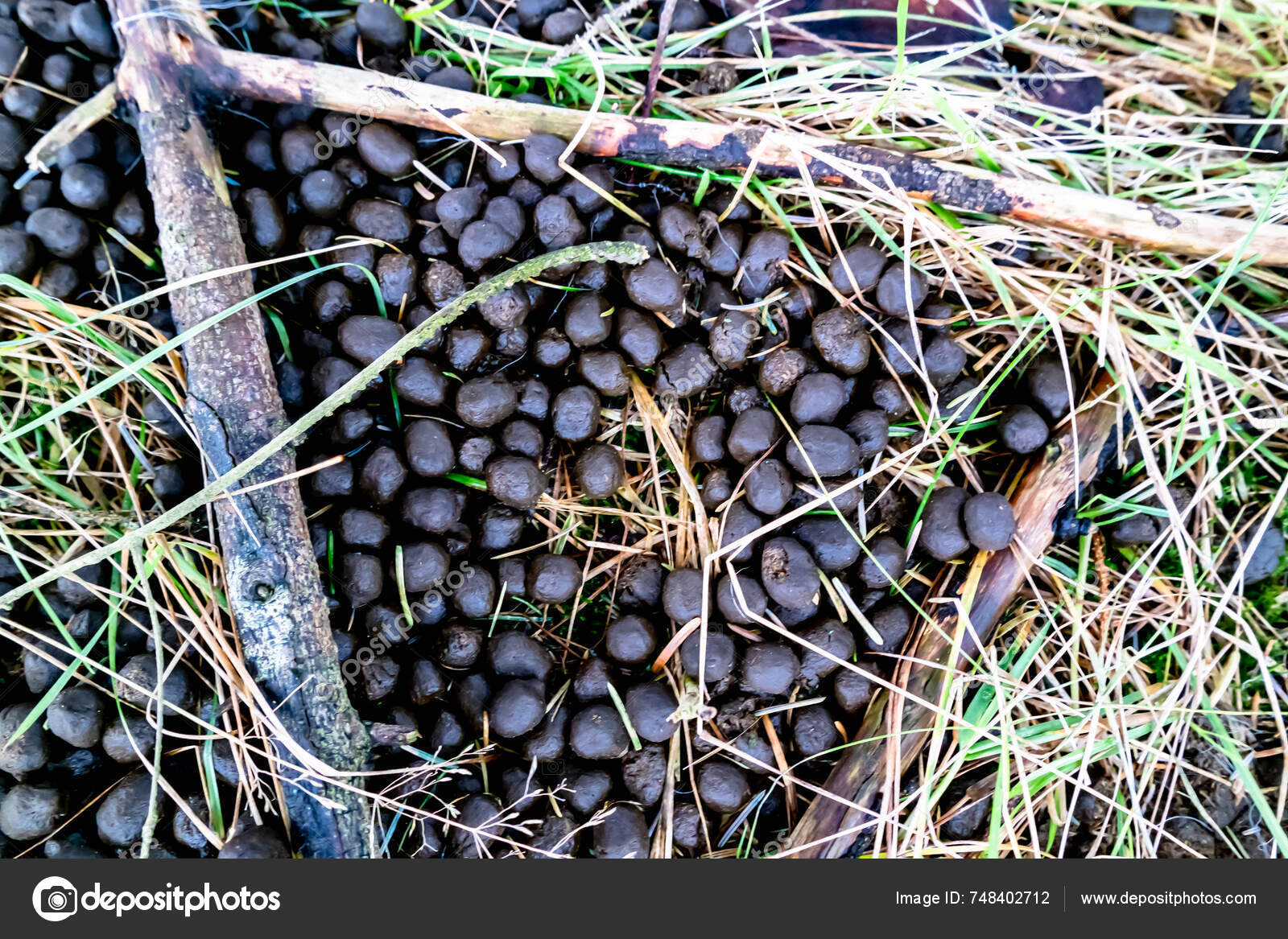 Hare Droppings Bay Leaves Grass — Stock Photo © Lukassek #748402712