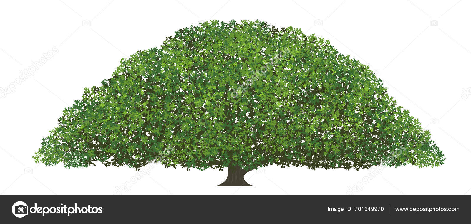 Big Monkey Pod Tree Vector Illustration Isolated White Background Stock ...