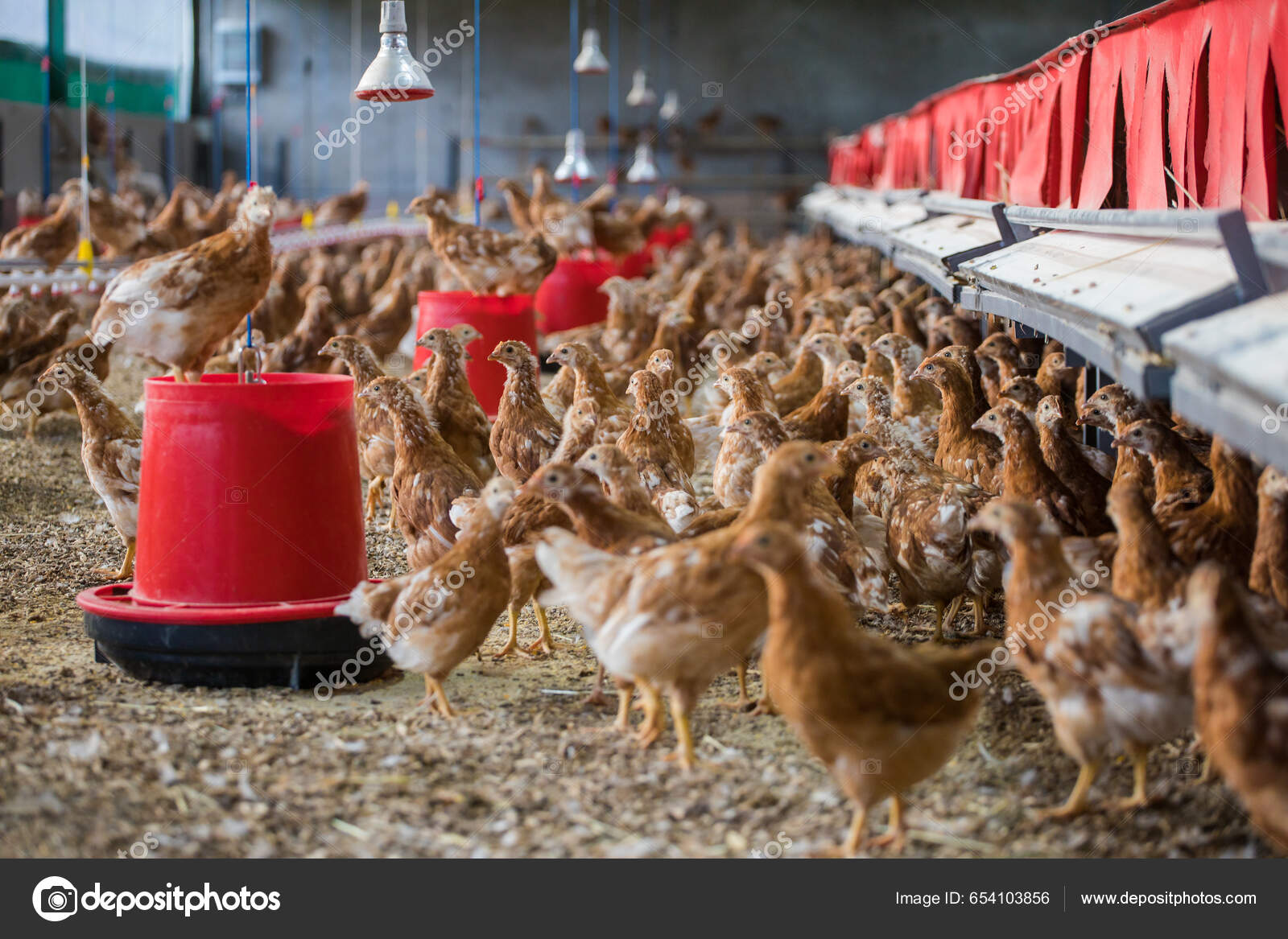 Beautiful Image Showcases Free Range Egg Laying Chickens Both Field ...