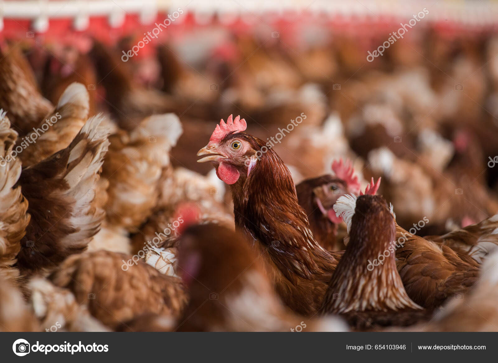 Beautiful Image Showcases Free Range Egg Laying Chickens Both Field ...