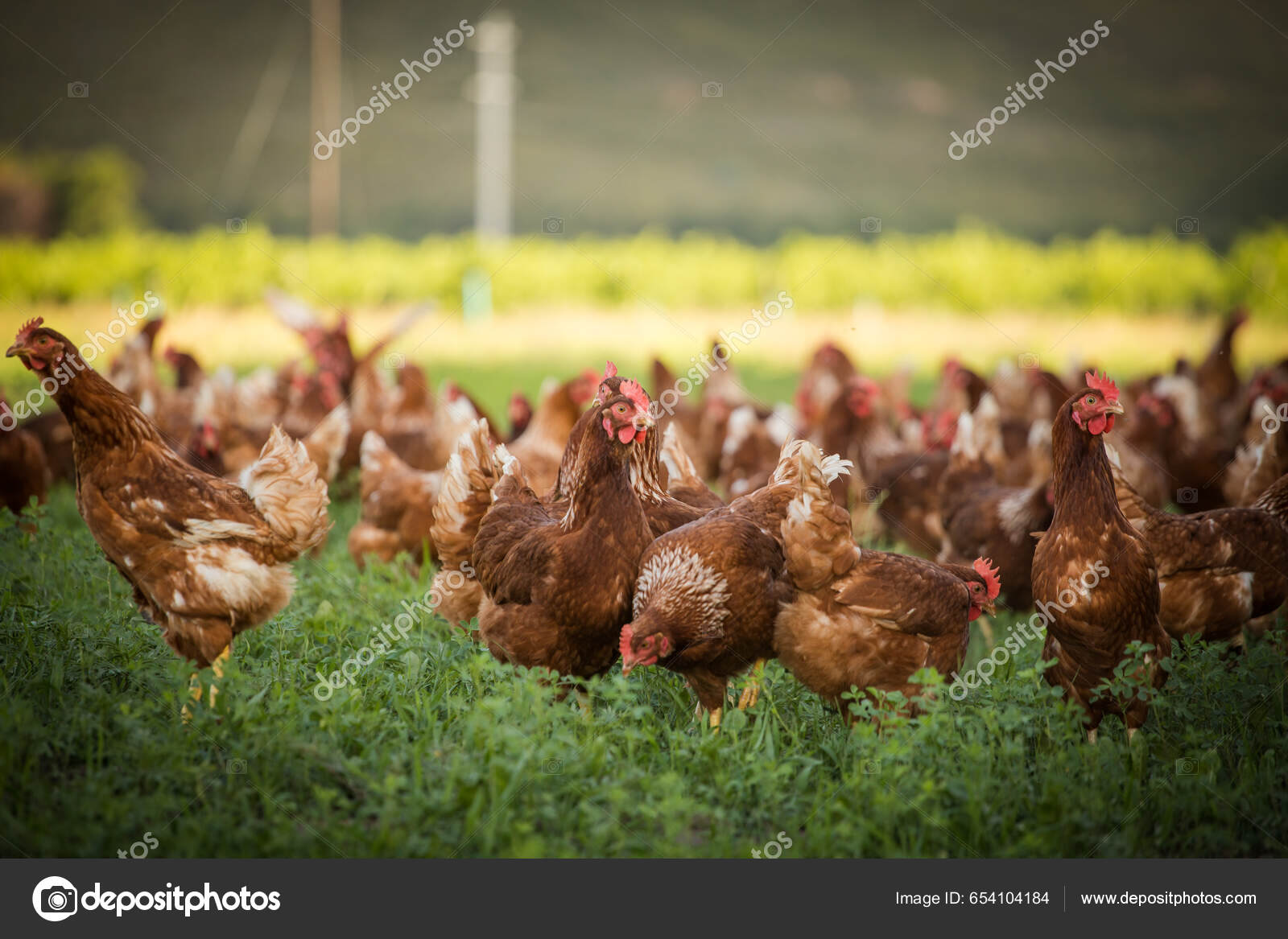 Beautiful Image Showcases Free Range Egg Laying Chickens Both Field ...