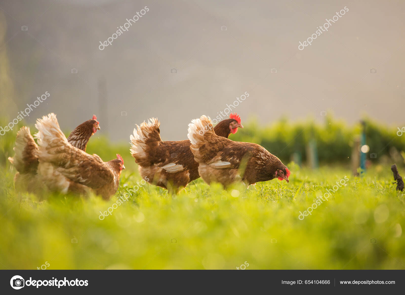 Beautiful Image Showcases Free Range Egg Laying Chickens Both Field ...