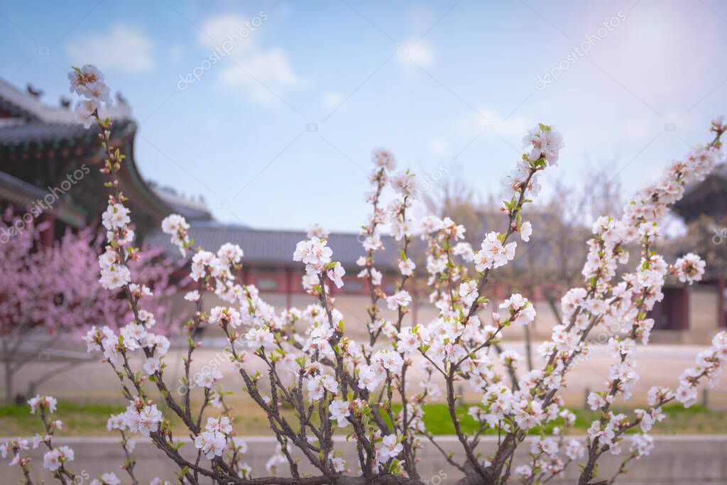 gyeongbokgung palacio con árbol de flor de cerezo en primavera en la ...