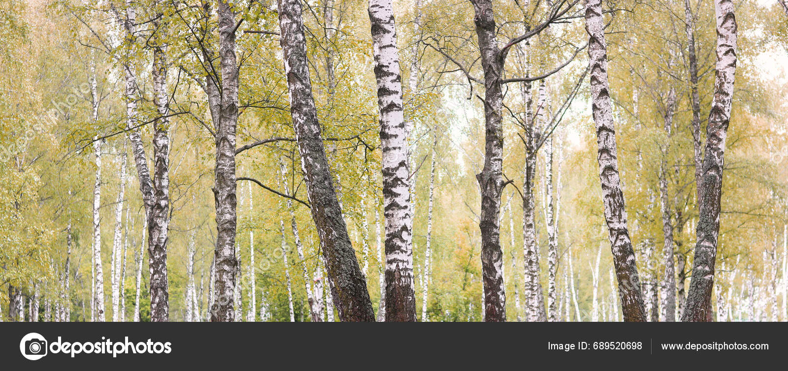 Beautiful Birch Trees White Birch Bark Birch Trunks Birch Grove Stock ...