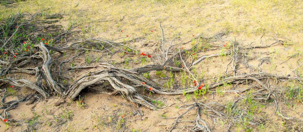 Among the dried roots of the rare desert Saxaul tree, red poppies grow ...